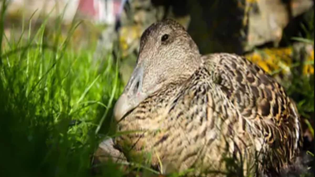 Made From Feathers Of Arctic Birds, Costs Rs 12 Lakh: All About World's ...