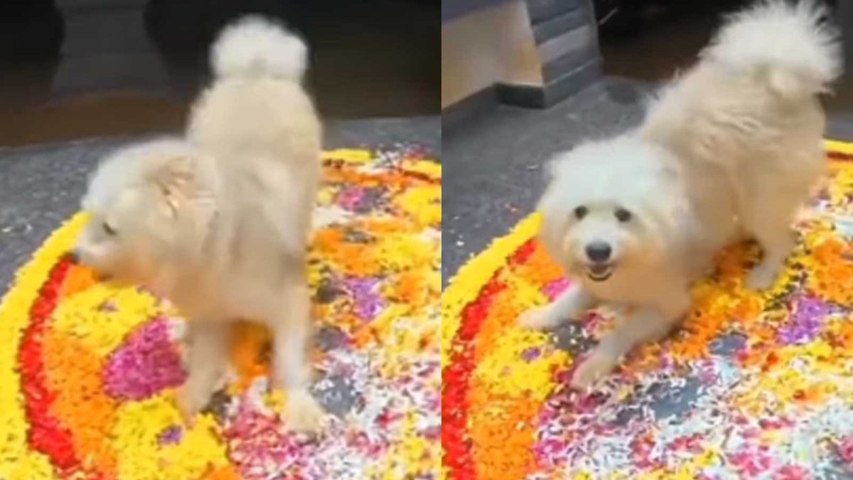 Family Dog Turns Floral Rangoli Into ‘Abstract Art’, Internet Says ‘Aaj ...