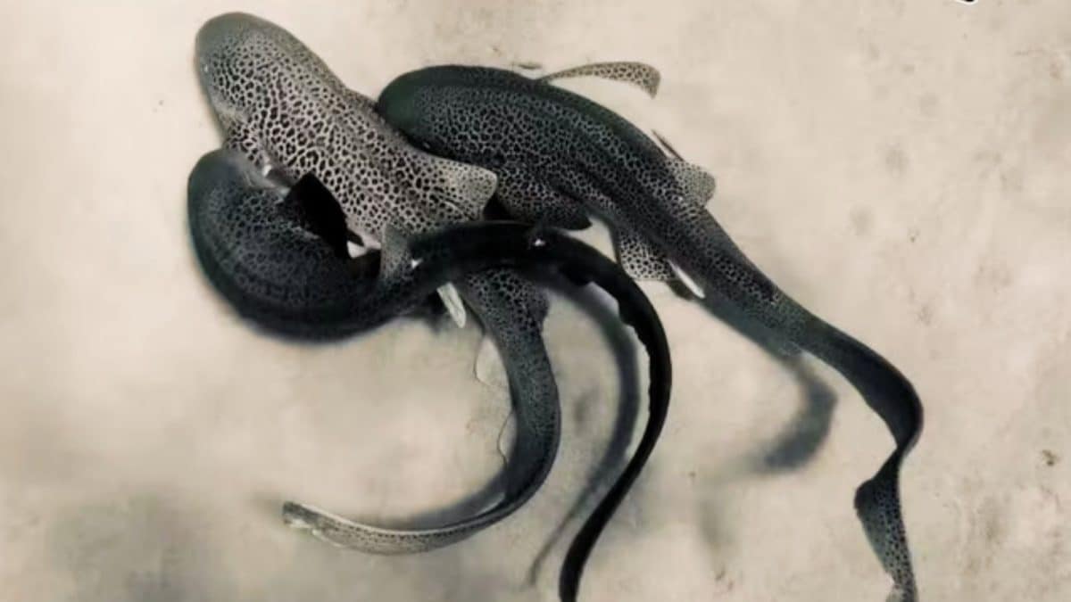 Rare Three-Shark Mating Caught On Camera For The First Time | Viral Video | Viral News - News18