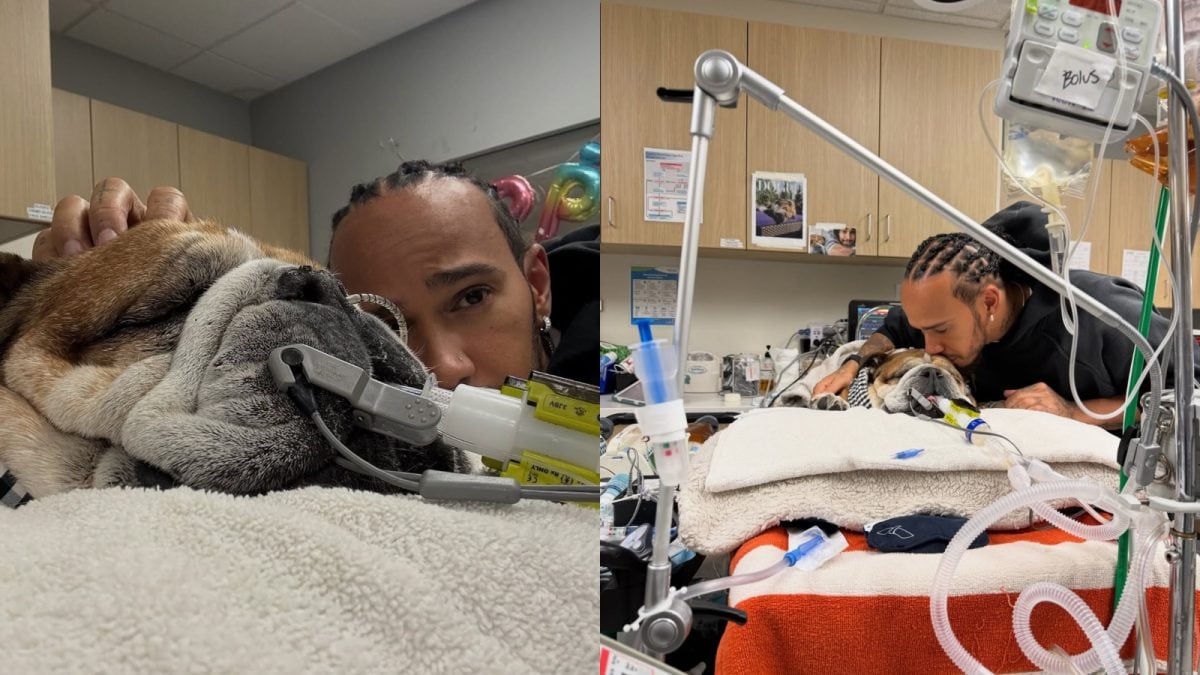 Lewis Hamilton's Beloved Dog In A Coma: 'His Heart Stopped, Don't Know ...