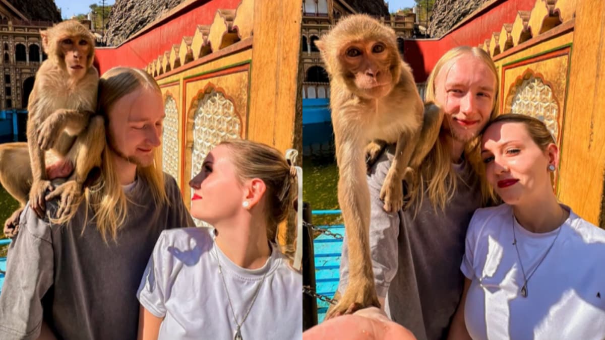 Monkey Photobombs Foreigners’ Picture-Perfect Moment In Jaipur. You ...
