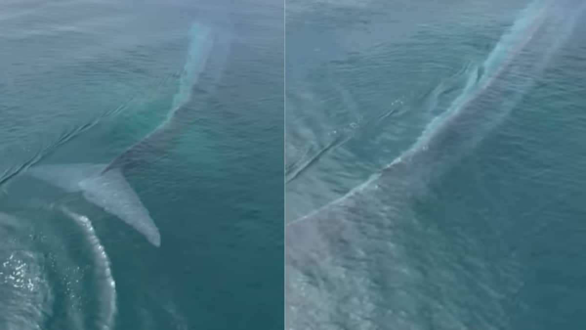 Rare Video Shows Pygmy Blue Whale Near Busselton Jetty In Australia: ‘Is This For Real Or AI ...