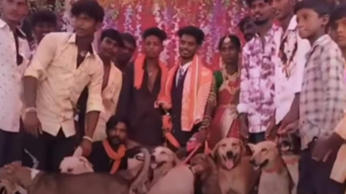 ‘Dogesh Gang Mein Khushi Ki Lehar’: Groom Invites A Pack Of Street Dogs ...