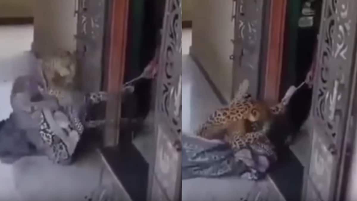 Rajasthan Woman Ties Up Leopard With Rope In Shocking Video: ‘Imagine ...