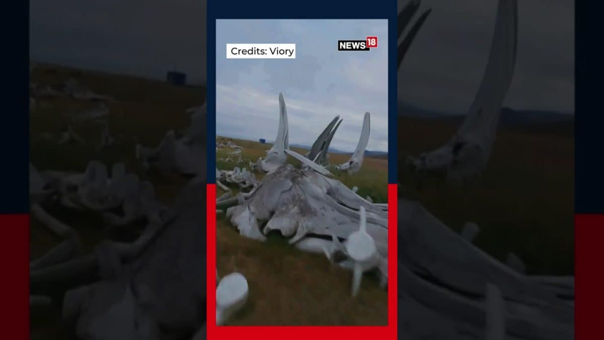 Drone Footage Reveals Massive Whale Bone Graveyard in Russia’s Chukotka ...