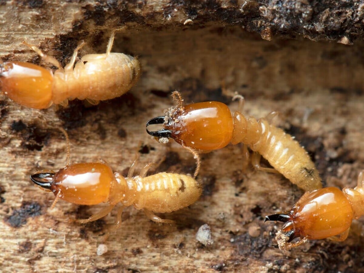Top 10 Treatments To Get Rid Of Termites Easily