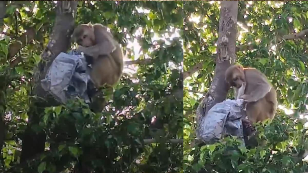 Monkey, In Prayagraj, Climbs On Tree With Bag Full Of Cash & Starts ...