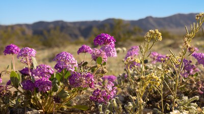 Chasing Desert Sunsets In Greater Palm Springs | Travel News - News18