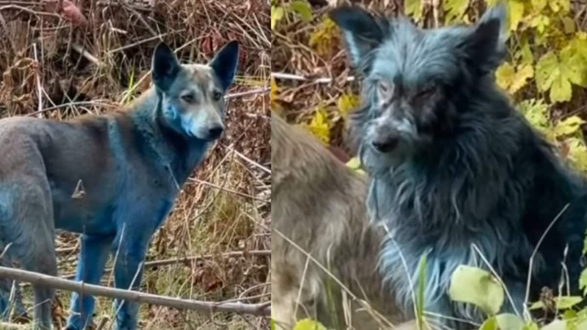 Why Are Chernobyl’s Dogs Turning Blue? Scientists Have An Answer ...