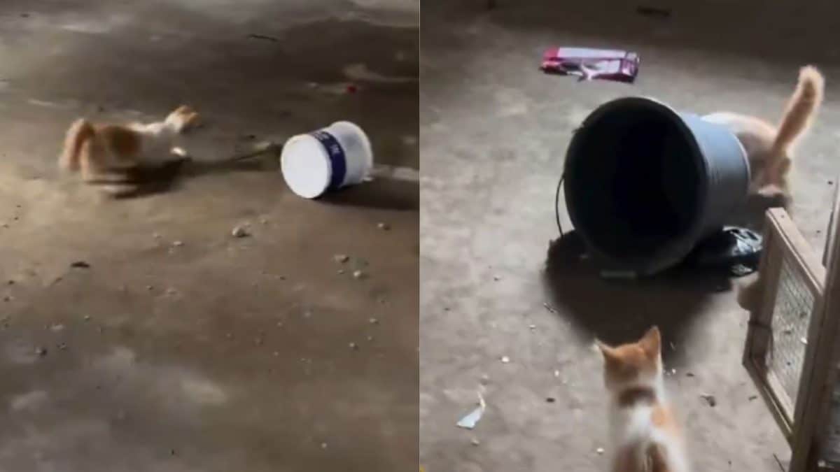 This Chase Between Cat And Rat Is A Real-Life Tom & Jerry Scene. See ...
