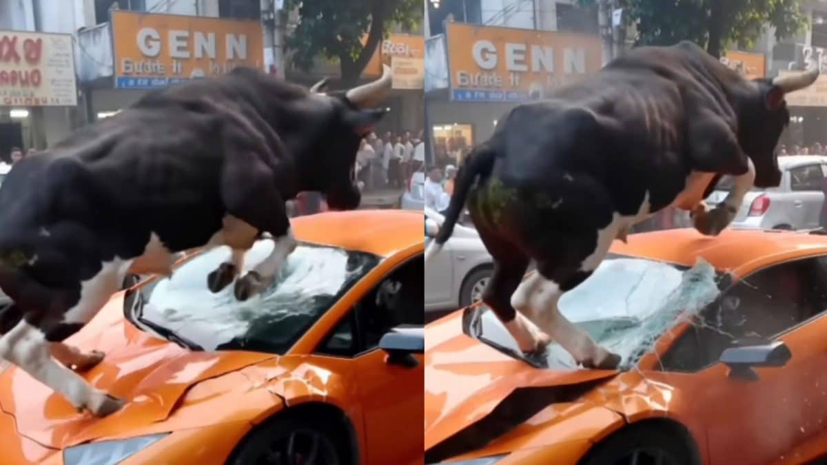 Furious Bulls Attack Lamborghini In India? The Video Was Fact-Checked And It Is… | Viral News ...