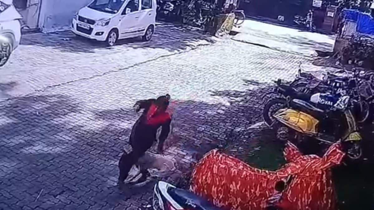 Stray Dog Attacks Woman, Bites Her Leg On Mumbai Street, Horrific Video ...