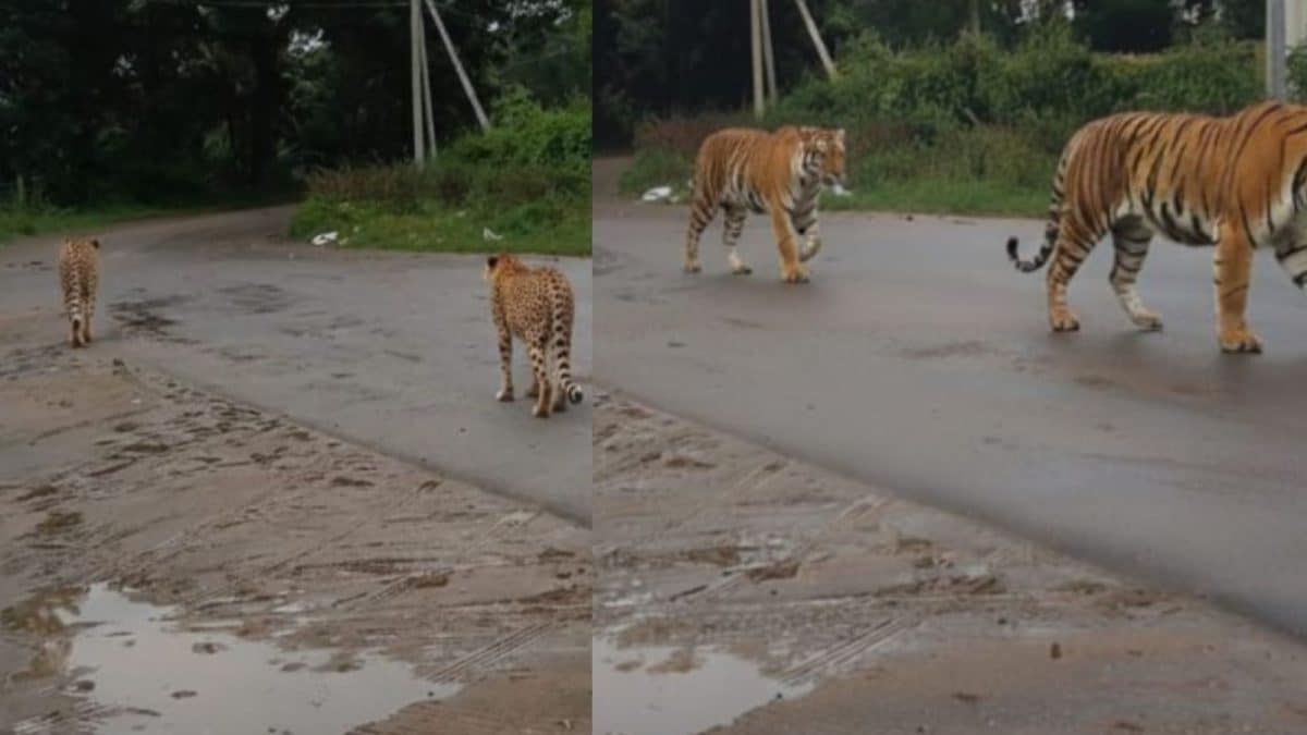Fact Check: Are Tigers Really Roaming Karnataka Streets? Viral Images ...