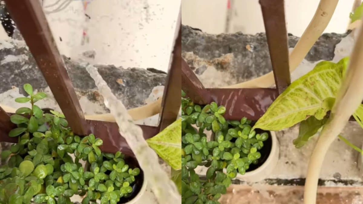 Noida Man, Living In High Rise Society, Shows Balcony Cement Falling ...