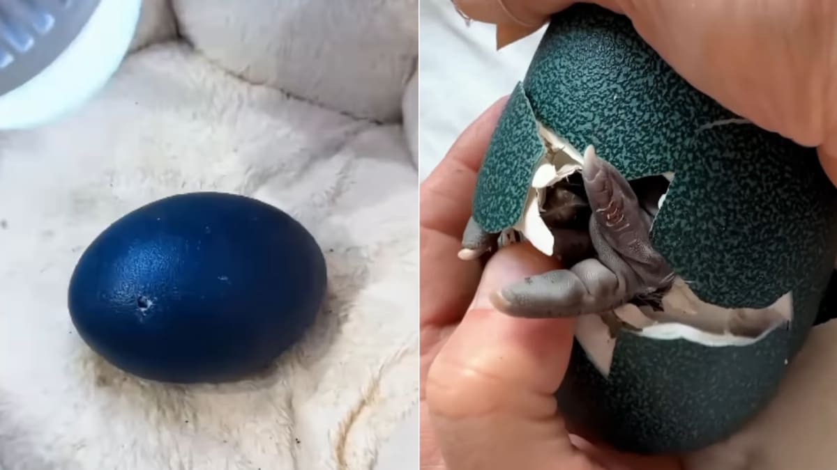 Couple Found This Blue Egg On The Road – What Hatched From It Left Them ...