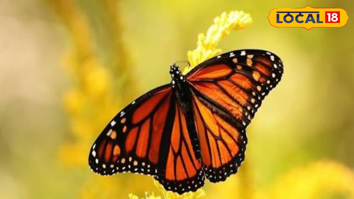 Ever Wondered About The ‘Powder’ On Butterfly Wings? Here’s What It ...