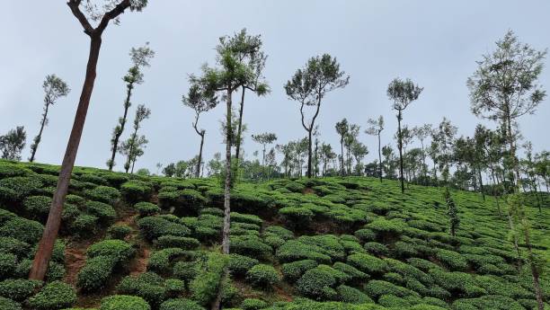 India’s Best Coffee Trails To Visit This November