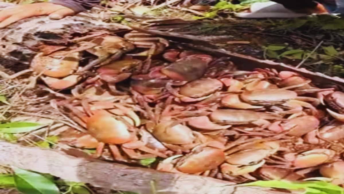 Spooky Sounds From Trunk Of Decaying Coconut Tree Lead To 'Crabby ...