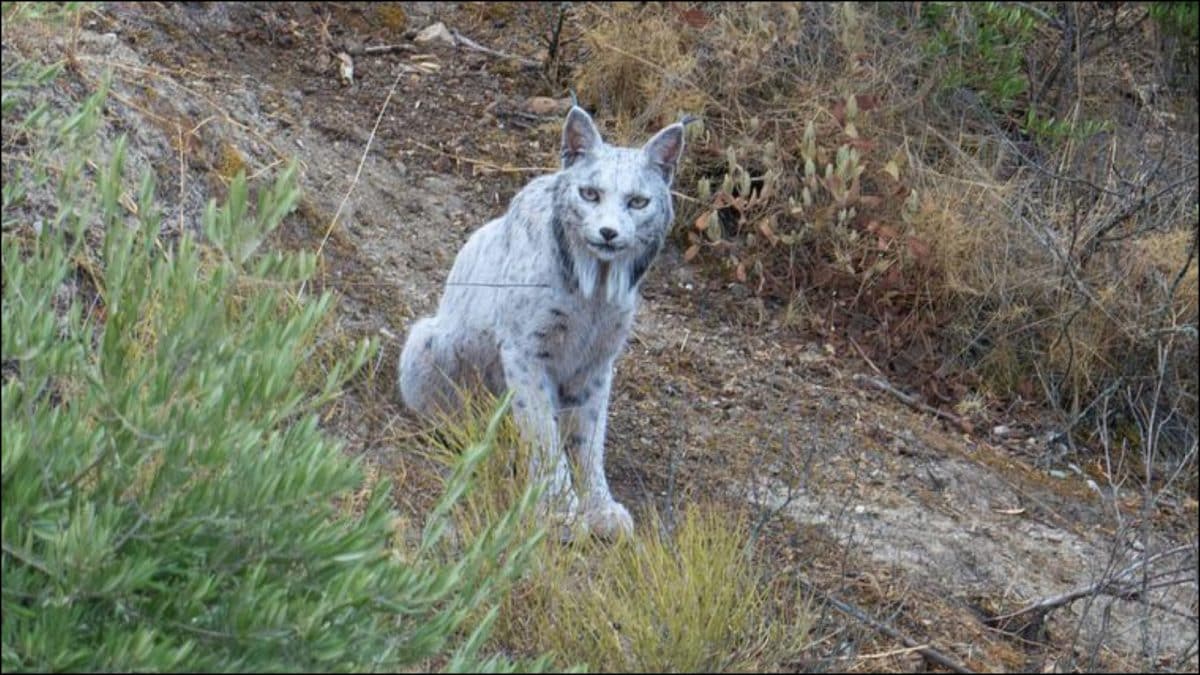 World's First-Ever White Iberian Lynx Spotted In Spain: 'Conservation Done Right' | Viral News ...