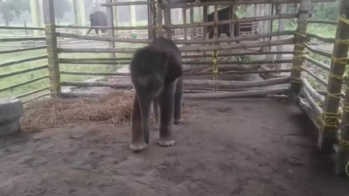 15-Day-Old Baby Elephant Rescued After ‘Birth Mother’ Rejected It ...