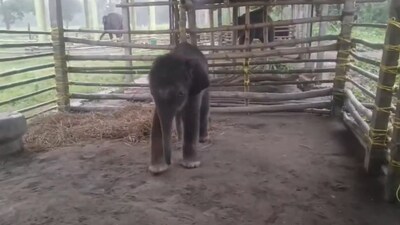 15-Day-Old Baby Elephant Rescued After ‘Birth Mother’ Rejected It ...