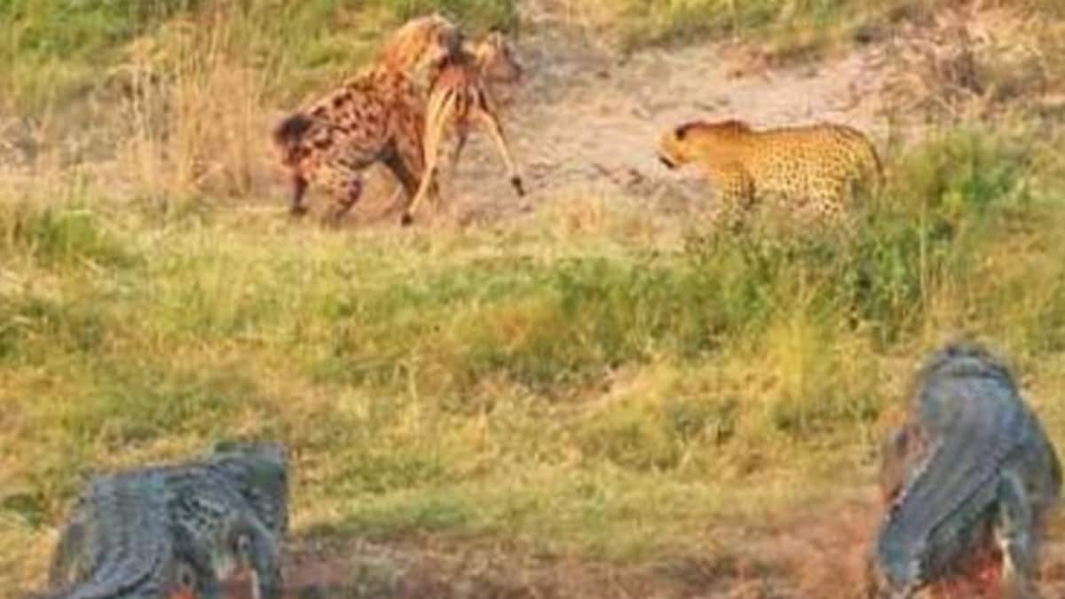 The Leopard Thought It Had The Kill, Then Crocodiles And Hyenas Took ...