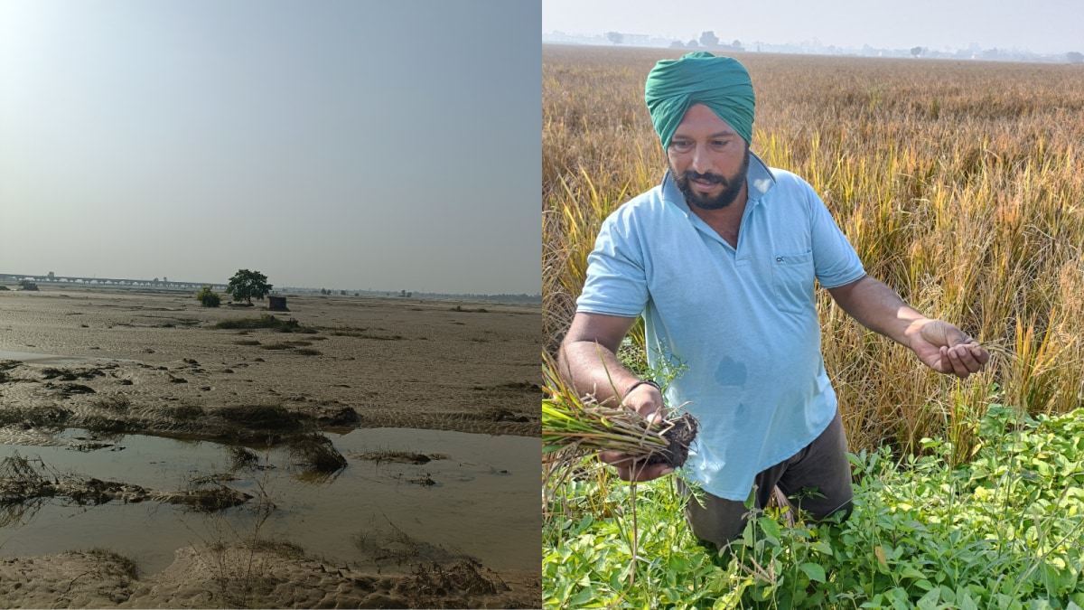 'The Crop Is Gone...': Punjab Battles Flood Aftermath, Untimely Rains ...
