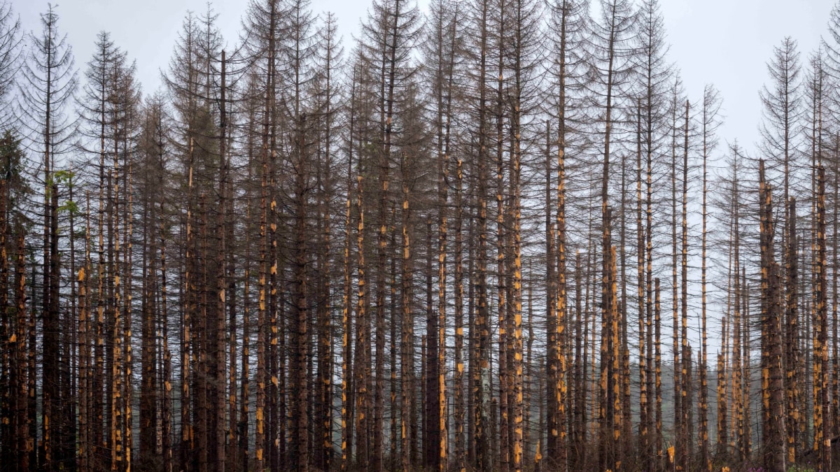 Finnish Scientists Just Proved Gold Really Does Grow On Trees! | World ...