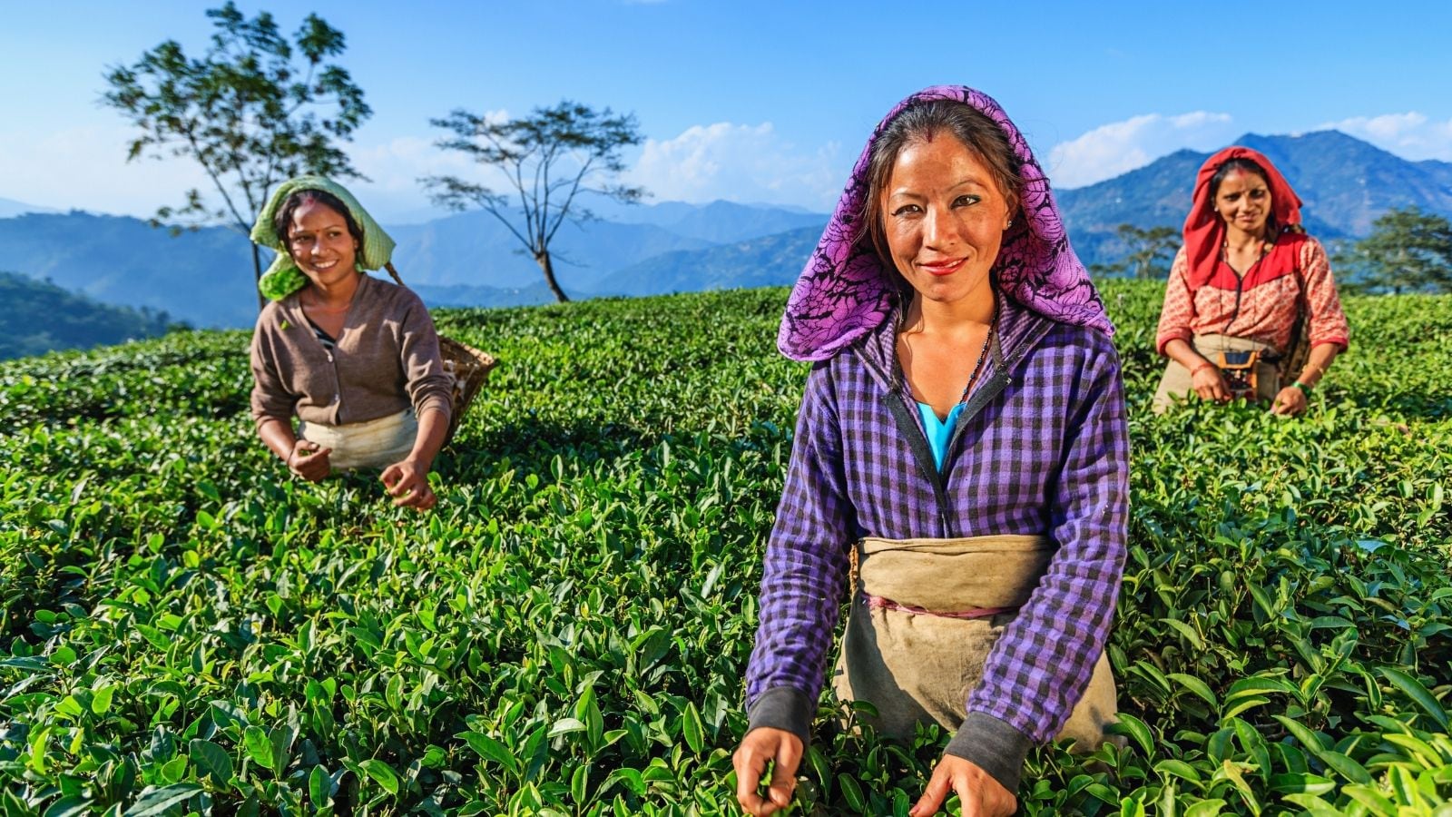 India’s Leading Tea-Growing Regions: Assam, Darjeeling, Nilgiris & More
