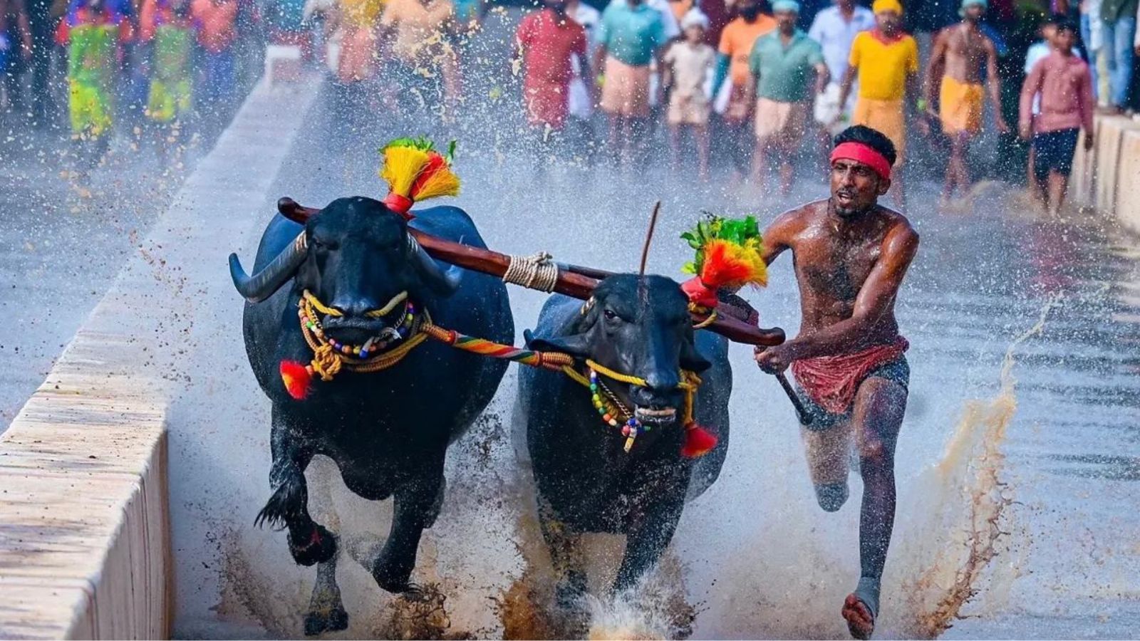 Kambala Runners: The Men Who Train By Climbing Trees And Tilling The ...