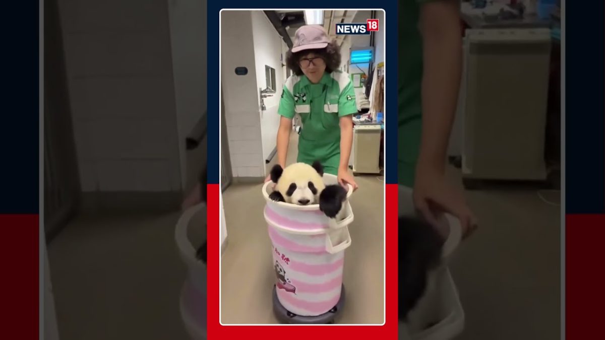 Cute Alert! Ocean Park Zoo Uses ‘Panda Shuttle Bucket’ to Move Growing ...