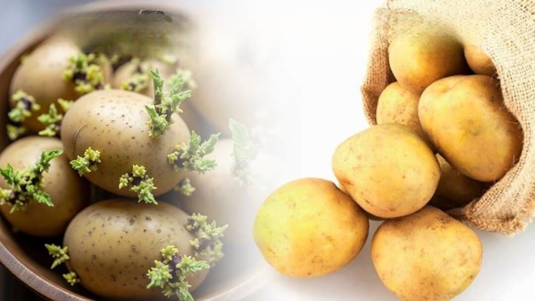 Potatoes Spoiling Too Fast? This Apple Trick Might Save Your Entire ...