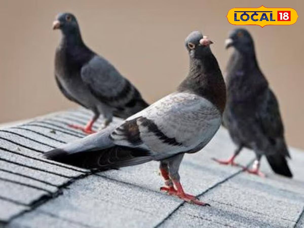 Pigeon Control Tips: Easy And Safe Ways To Keep Your Balcony Clean And ...