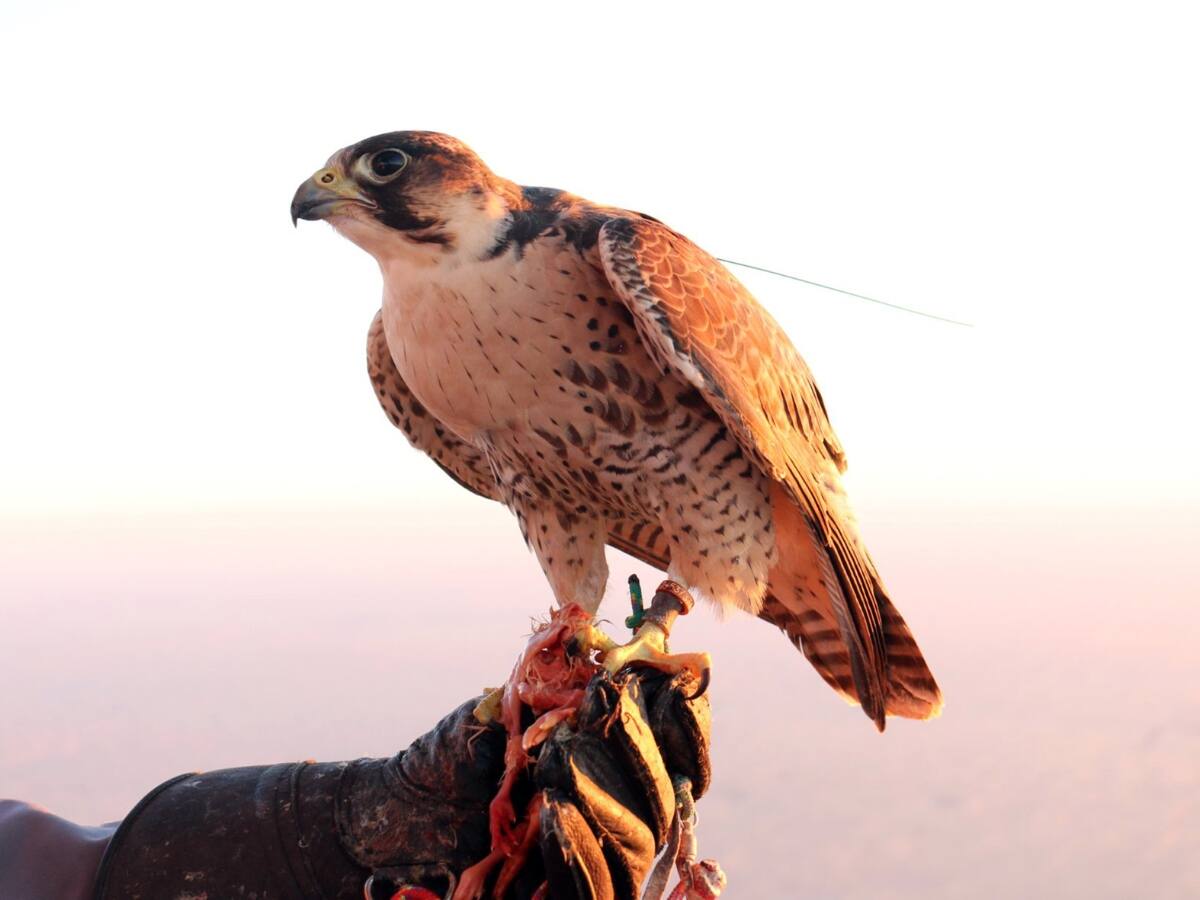 Birds With Passports Wear Seatbelts And Take Flights With Their Own ...