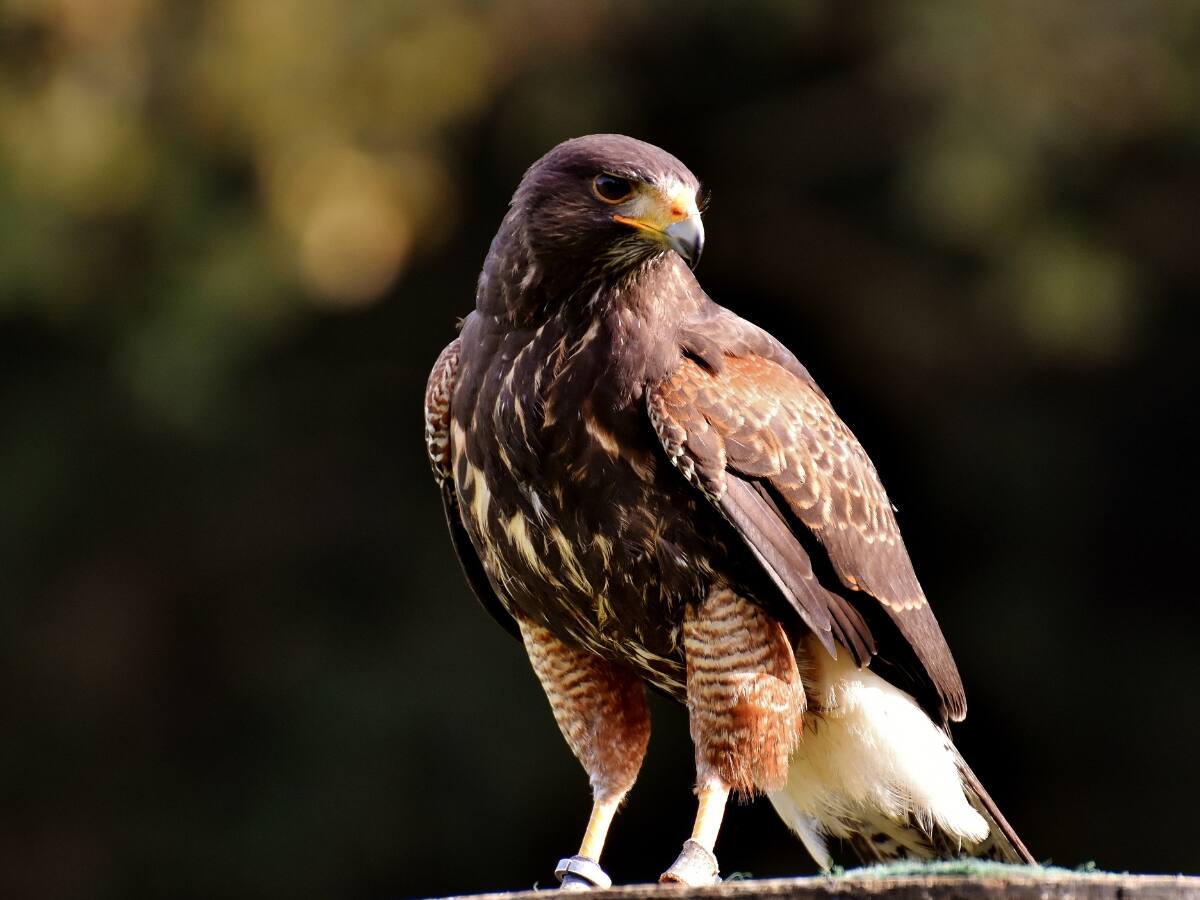 Birds With Passports Wear Seatbelts And Take Flights With Their Own ...