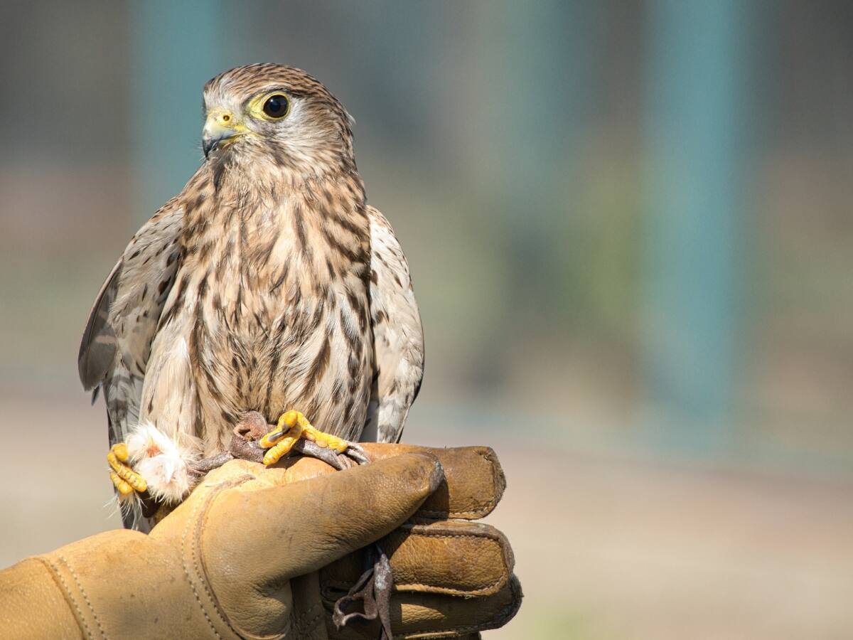 Birds With Passports Wear Seatbelts And Take Flights With Their Own ...