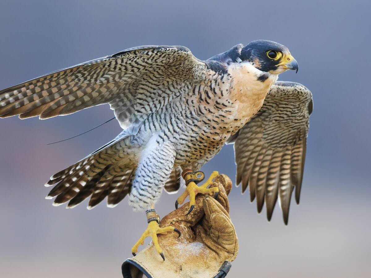 Birds With Passports Wear Seatbelts And Take Flights With Their Own ...