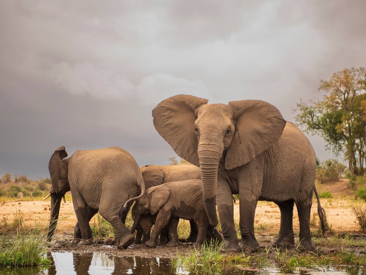 Which Animal Can Predict Rain Long Before It Arrives? 99% People Don’t ...