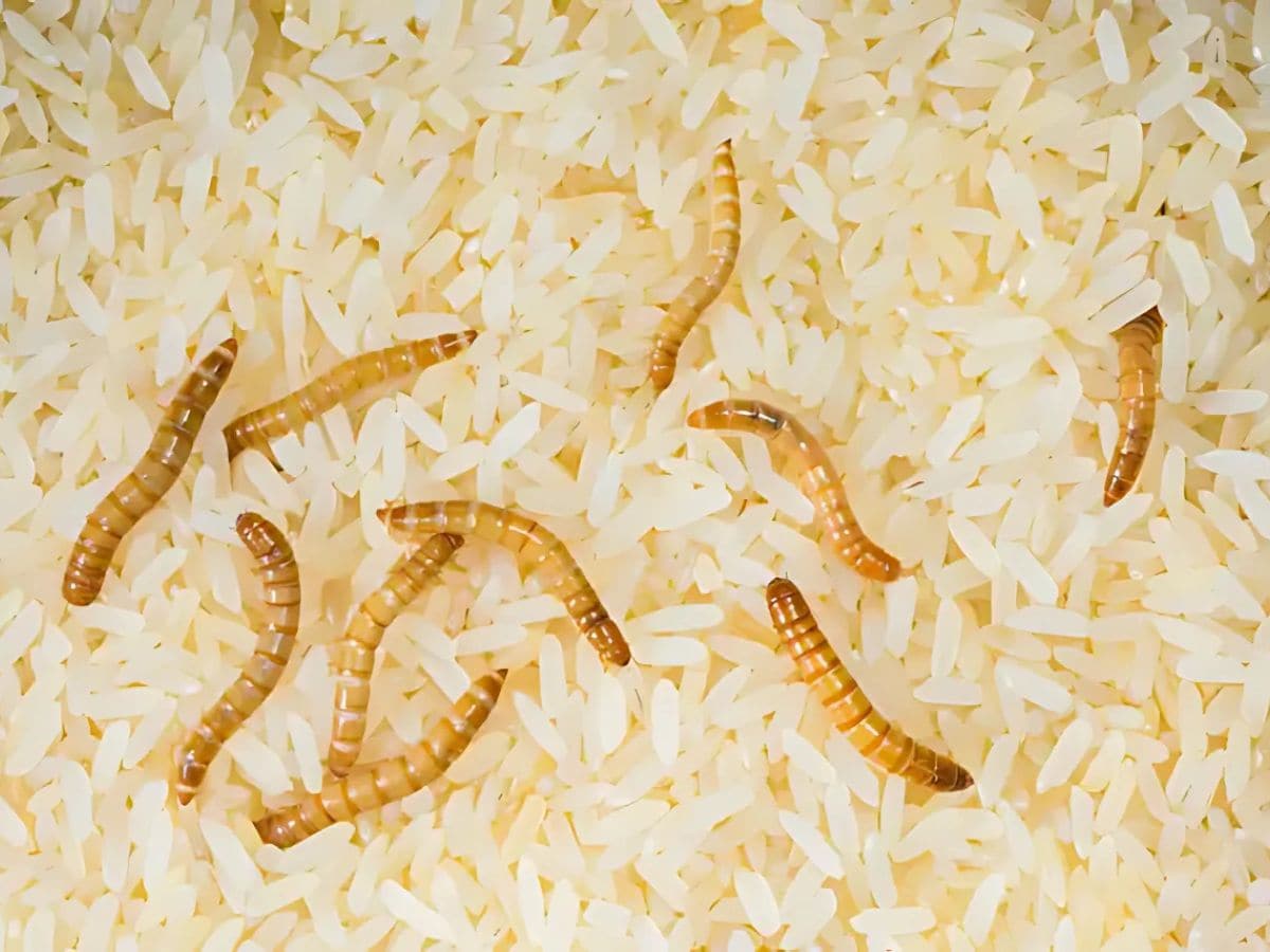 Rice Storage Tips: Prevent Moldy Rice With This Simple Rs 2 Trick!