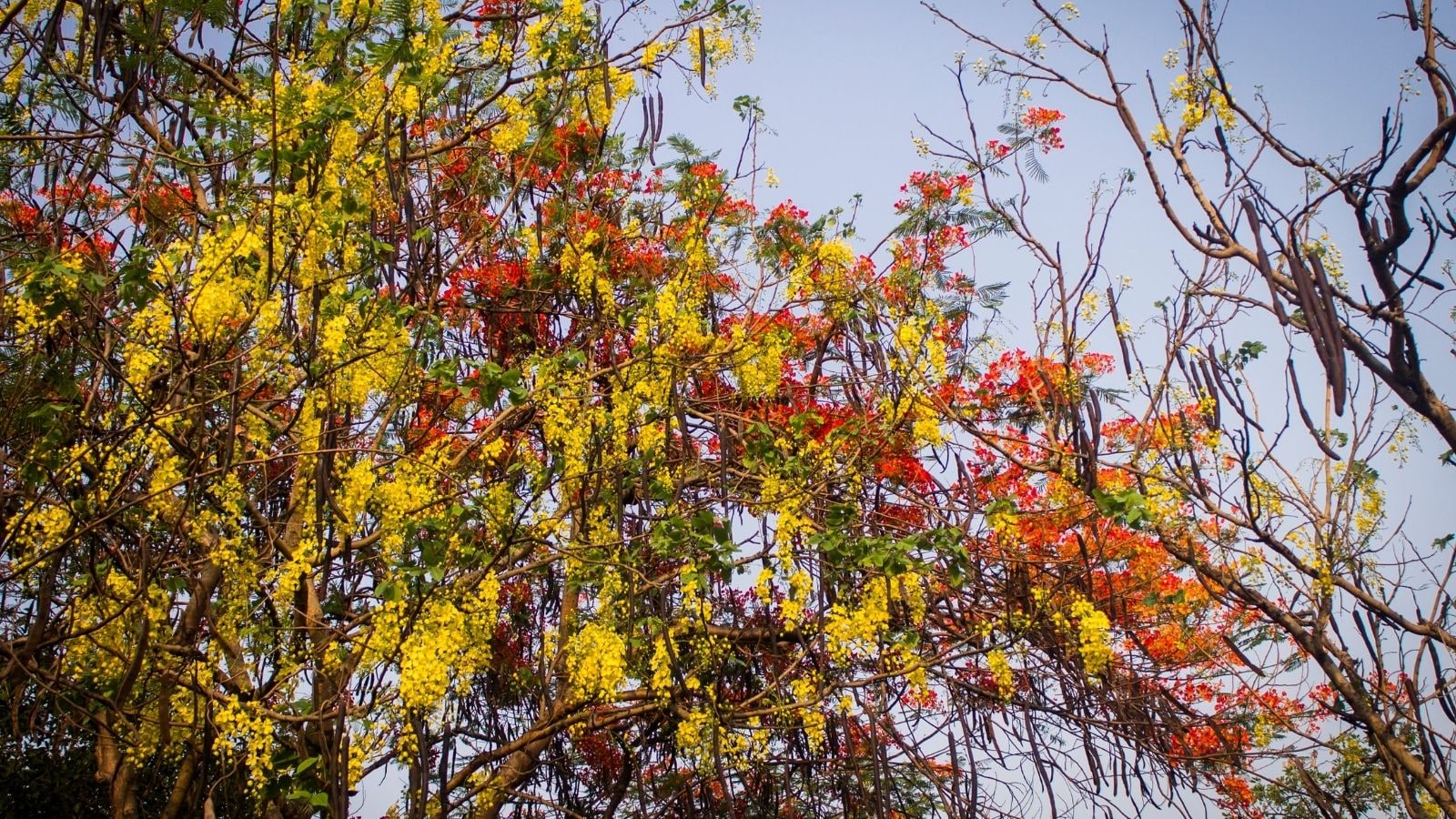 Cherry Blossom Lookalikes You Can Find Across India