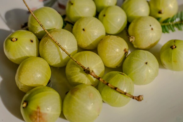 Amla News: Latest Amla News and Updates at News18