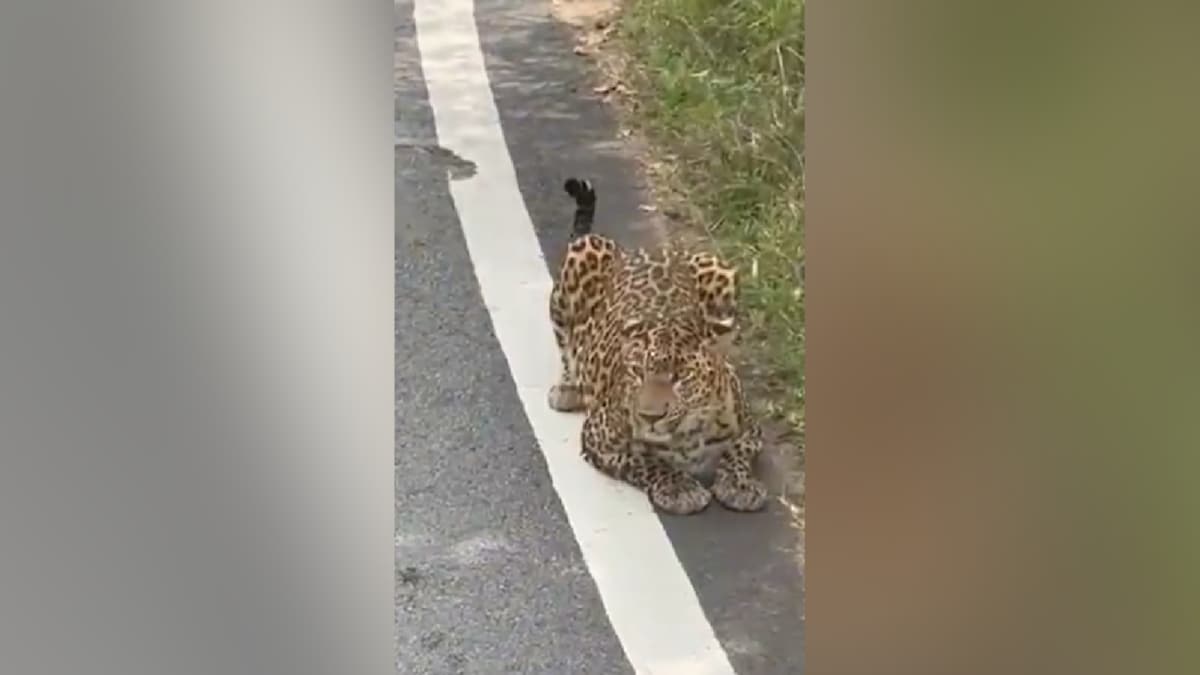 Caught On Camera: Leopard Injures Woman After Leaping At Her During ...
