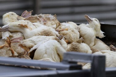 Bird Flu News: Latest Bird Flu News and Updates at News18