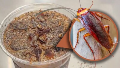 Coffee Topped With Powdered Cockroach: Bizarre New Brew Has Netizens ...