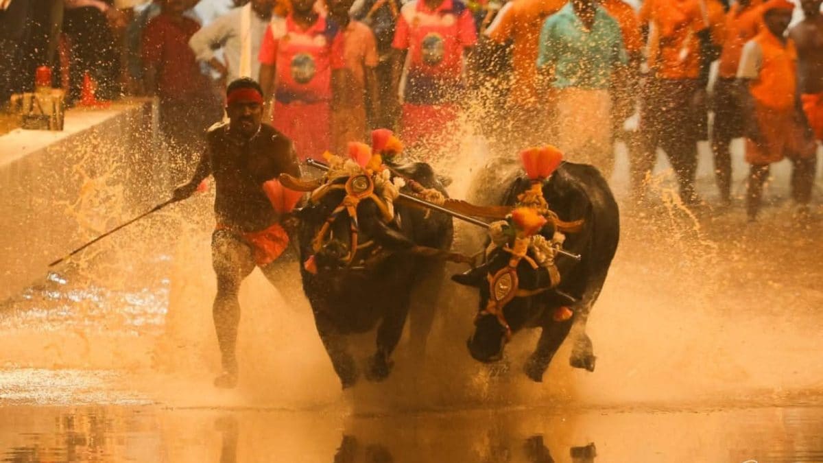 800 Years, One Royal Family And A Kambala That Still Stops Coastal ...