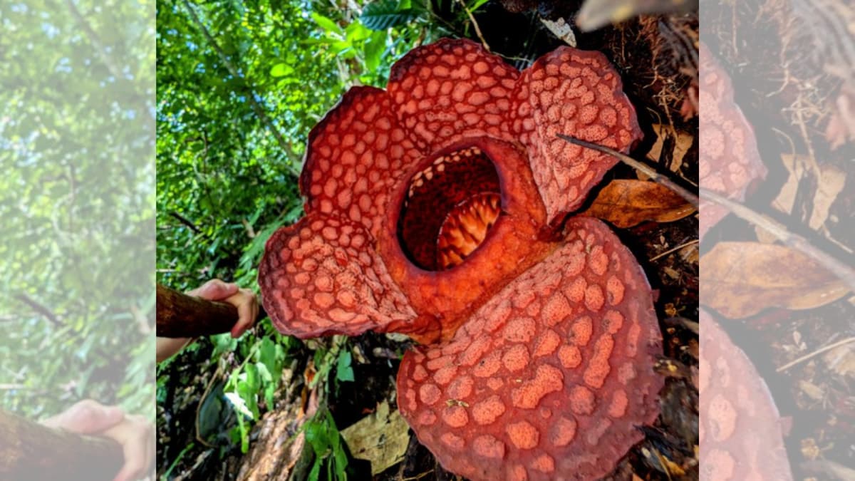 After 10 Years, Researchers Finally Discover Rare Flower In Indonesia ...
