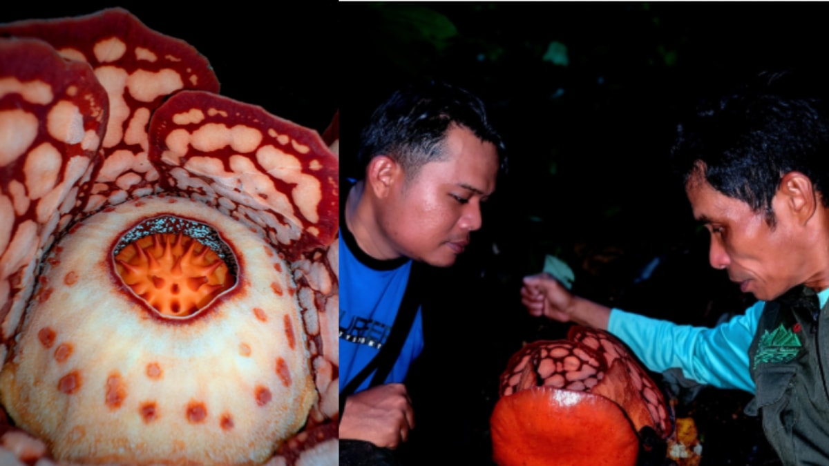 What Is Rafflesia hasseltii, The 'Stranger Things' Flower, Spotted In ...