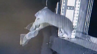 Rats Hunting Flying Bats In Rare Footage Sparks Fears Of Pandemics, New ...