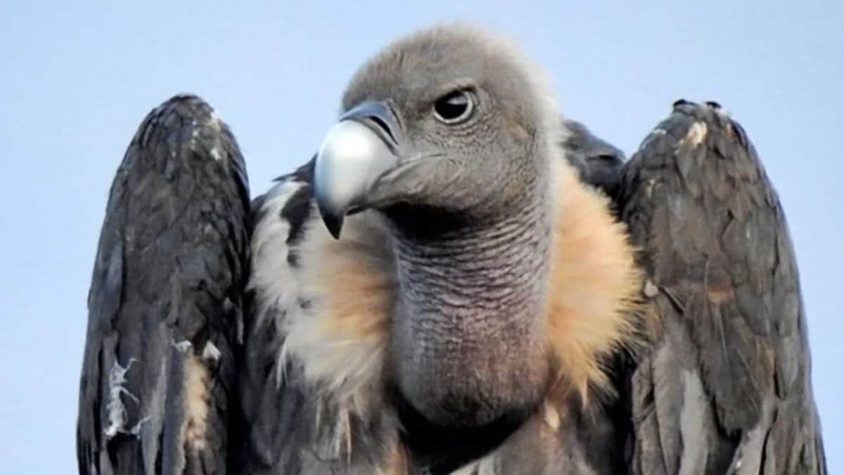 ‘Injured’ Vulture Returns To India After Flying 15,000 KM, Internet ...