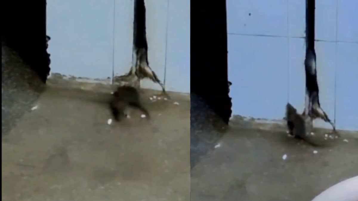 Patient Films Mice In General Ward, Unhygienic Conditions Inside Govt ...